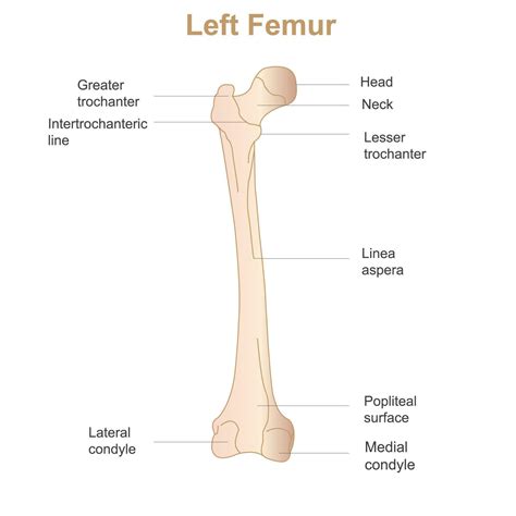 Human Femur Posterior Aspect Labeled Detailed Medical Illustration