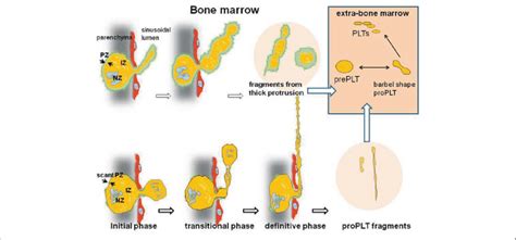 Schema Summarizing The Process Of Platelet Formation From Mks Via Thick Download Scientific