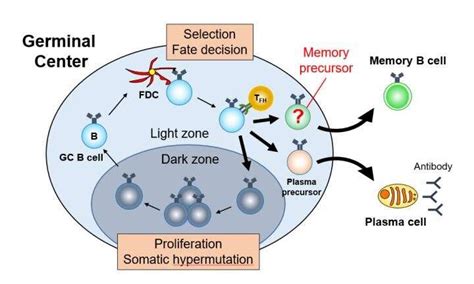 The Making Of Memory B Cells And Long Term Immune Responses