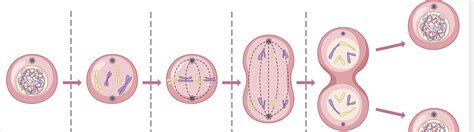Mitosis Diagram Quizlet