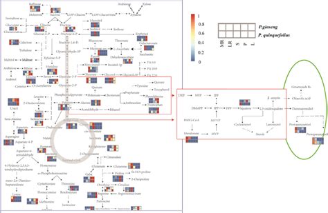 Visualization Of Primary And Secondary Metabolite Dynamics In