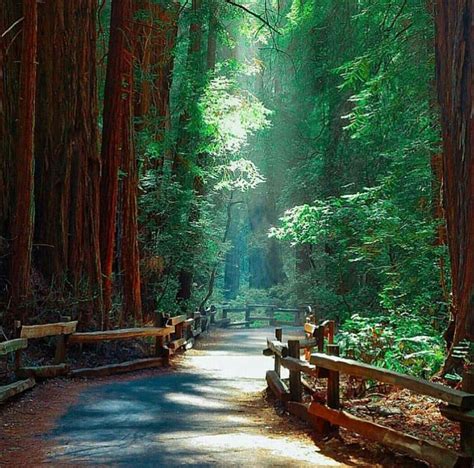 Visit Muir Woods From San Francisco