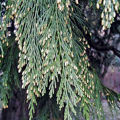 Are Cedar Needles Edible At Eden Rigby Blog