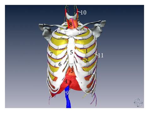Three Dimensional Surface Rendering Reconstructed Model Of Thoracic