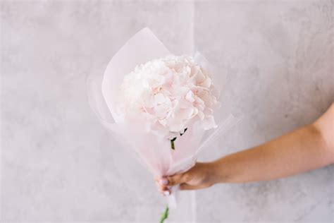 회색 벽 배경에 신선한 부드러운 분홍색 수국의 아름다운 꽃이 만발한 작은 꽃다발을 들고 아주 좋은 젊은 여자의 손 개화기에 대한