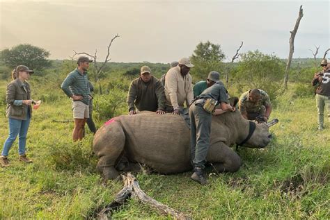 Downward Trend In Rhino Poaching Numbers The Witness