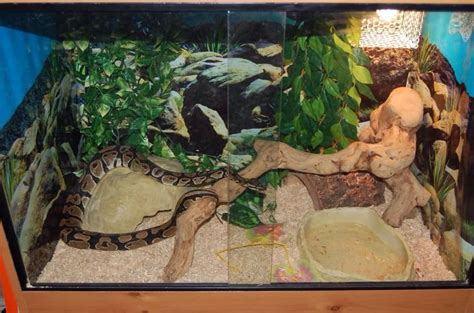 Ball Python Habitat