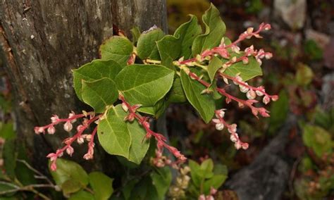 Salal Native Plant Spotlight King Conservation District
