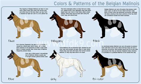 Belgian Malinois Colors