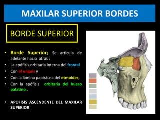 Hueso Maxilar Superior Pptx