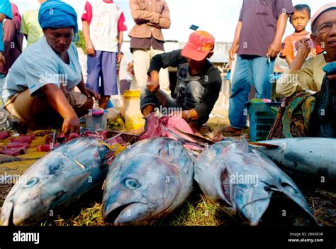 Small Tuna Are Filleted At An Open Market On Wakatobi Island Stock