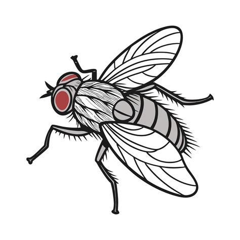 Simulium Damnosum On Bright White Background 59080774 Vector Art At