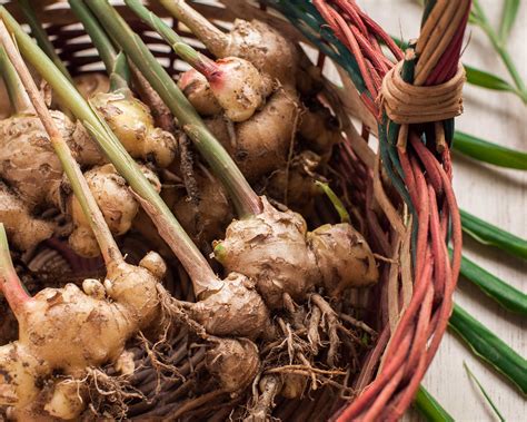 How To Grow Ginger Expert Tips For This Cooking Ingredient Gardeningetc