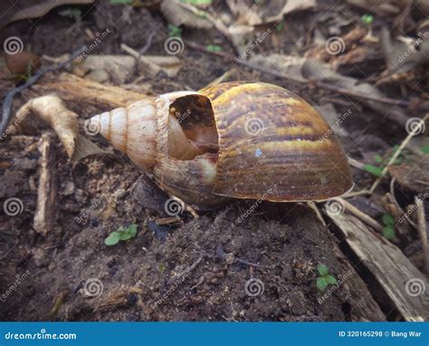 Snail Houses That Have Been Damaged And Become Fossilized Stock Photo