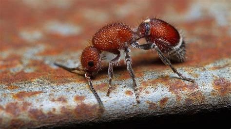 Wood Ants Identification And Prevention