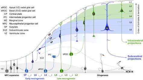 Cortical Projection Neurons Sprung From The Same Root Neuron