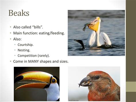 Ppt Beak Morphology Powerpoint Presentation Free Download Id2184170