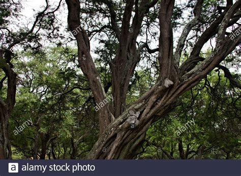 Tree Limbs Stock Photos Tree Limbs Stock Images Alamy