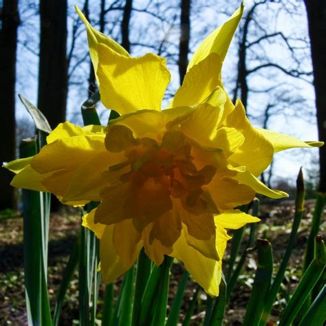 Wilde Narcis Narcissus Pseudonarcissus Subsp Pseudonarcissus