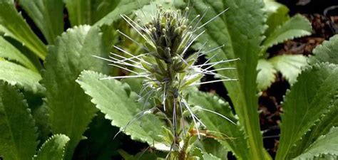 Билкова формула за чист бял дроб и бронхи