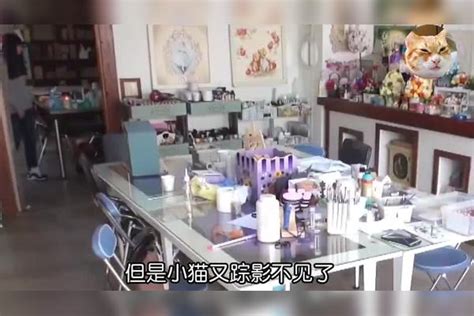 刚出生的小奶猫，就被母猫藏起来，猫妈还飚演技把主人骗得团团转