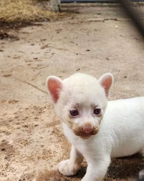 Puma Albino no Zoológico Thomas Belt Juigalpa Um Fenômeno Raro Encanta o Mundo Fatos Curiosos