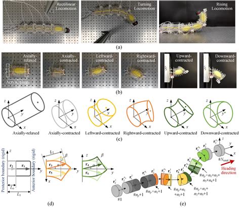Kinematic Models Of The Robot Segment And The Robot As A Whole A The Download Scientific