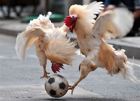 Feathers For Football
