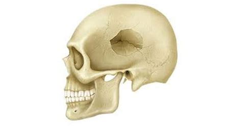 Antemortem Vs Postmortem Wound New