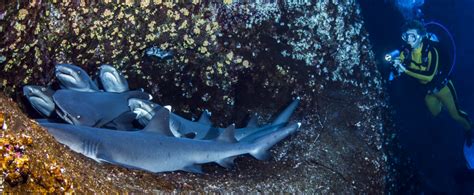 Shark Diving In Mexico Where And When To Go Divebooker