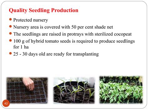 Tomato Production Technology Ppt