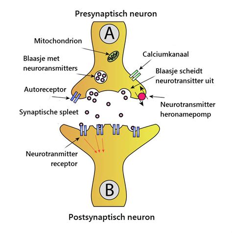 Meiose En Het Proces Van Synapsis Cognitive Neuroscience
