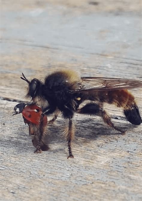 Ladybug Eater Rentomology