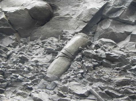 Joggins Fossil Cliffs In Nova Scotia Canada Member Stories