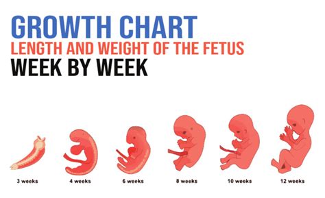 Length And Weight Of The Fetus Growth Chart Pdf