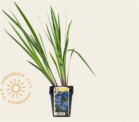 Iris Setosa Kopen Tuinvijverinfonl