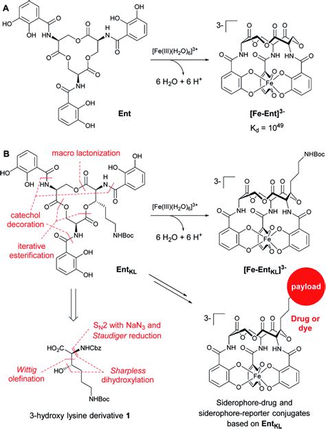 A Structures Of Enterobactin Ent And Ferri Enterobactin