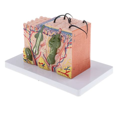 Human Skin Subcutaneous Tissue Dissection Model Ma Vicedeal