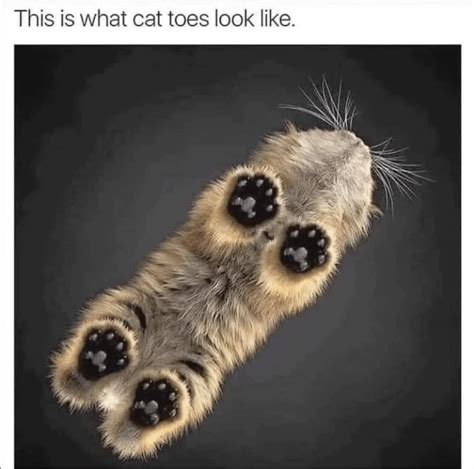 First Of All Theyre Called Toe Beans Rcatmemes