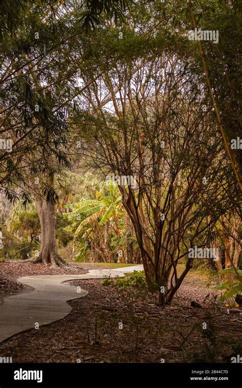 Cement Walkway Going Around Trees In A Botanical Garden Path Stock Photo Alamy