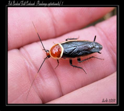 Field Cockroach 1 By Leeco