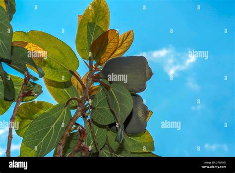 Ficus Infectoria Hedge