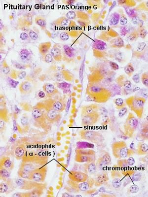 Pituitary Histology Labeled Pituitary Histology Filepituitary