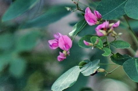 野の花 ハギ ノコギリソウ キオン Yatsukun1s Blog