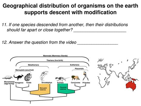 Ppt Exploring Macroevolution Genetic Relationships And Evolutionary