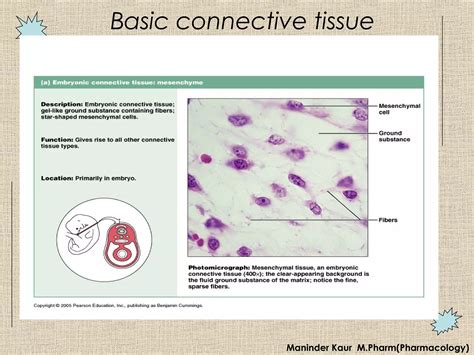 tissues an overview ppt