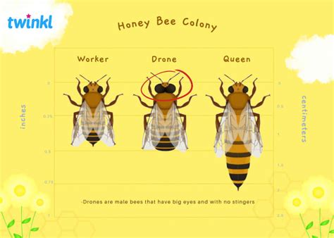 Celebrating World Bee Day And The Vital Role Of Bees In Our Ecosystem