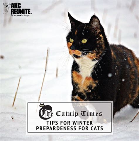 Tips For Winter Preparedness Catnip Times