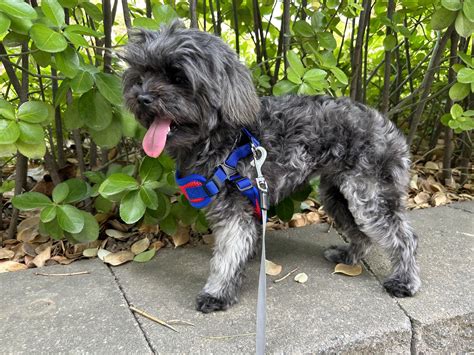 말티푸 이루다 실버말티푸가격 실버푸들가격 실버먼치킨가격 실버랙돌가격 실버브리티쉬숏헤어가격 실버스코티쉬폴드가격 실버러시안블루가격 실버강아지가격 실버고양이가격 미니비숑프리제무료
