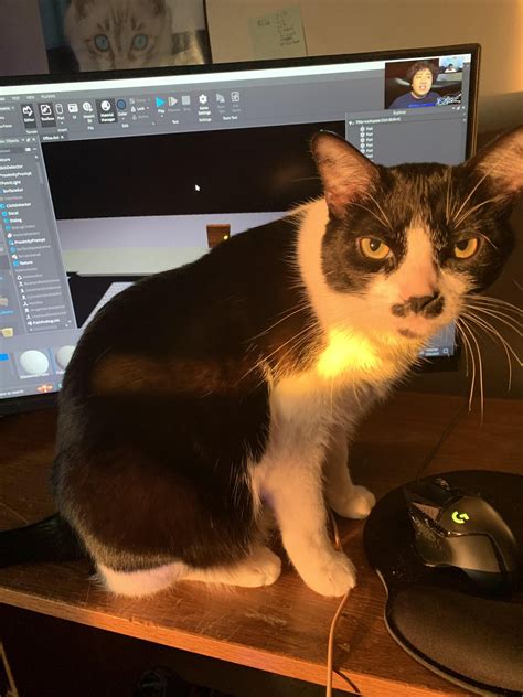 Got This Picture Of My Goofy Ahh Tux Cat Rblueryai